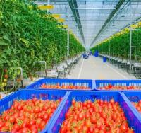 China Customized Snow Vibrator Greenhouse for Tomato Planting Single or Multi Span Large for sale