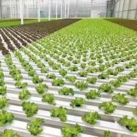 China Steel Plastic Double Arch Beam Design Greenhouse For Vegetables for sale