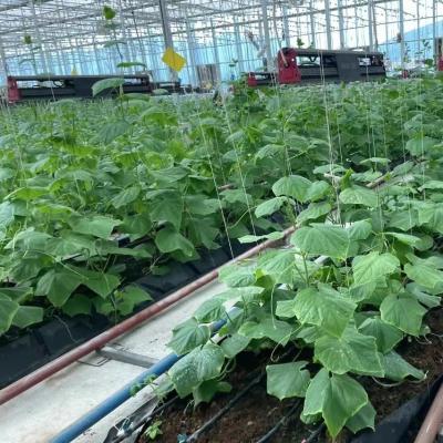 China Large Scale Farming Greenhouse Multi Span Hydroponic Growing System at Affordable for sale