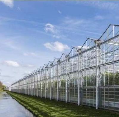 China 20GP 40GP 40HC Modern Agriculture Sunlight Greenhouse For Vegetables Planting for sale