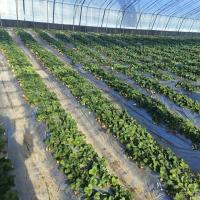 China Water Pipe Agricultural Greenhouse Solution with Film Cover and US 20/Square Meter for sale