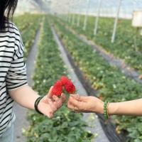 China Water Pipe Agricultural Greenhouse Solution with Film Cover and US 20/Square Meter for sale
