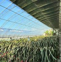China Custom Modern Sunlight Greenhouse Double Layer for Mushroom Planting Requirements for sale
