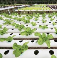 China Revolutionize Agriculture with PVC Pipe Drip Irrigation Greenhouse and Fast Shipping for sale