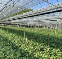 China Revolutionize Agriculture with PVC Pipe Drip Irrigation Greenhouse and Fast Shipping for sale