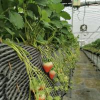 China Revolutionize Agriculture with PVC Pipe Drip Irrigation Greenhouse and Fast Shipping for sale