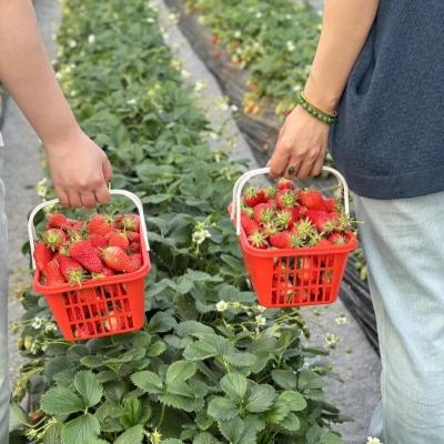 China Large Scale Farming Drip Irrigation Greenhouse 50.00cm * 60.00cm * 50.00cm Full Payment for sale