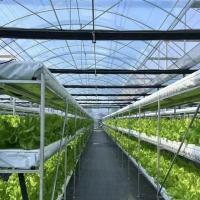 China Large Scale Farming Drip Irrigation Greenhouse 50.00cm * 60.00cm * 50.00cm Full Payment for sale