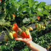 China Initial Payment JX-A0050 Water Pipe Agricultural Greenhouse for Vegetable Production for sale