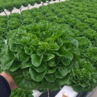 China Initial Payment JX-A0050 Water Pipe Agricultural Greenhouse for Vegetable Production for sale