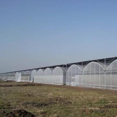 China Customized Multi-Span Film Greenhouse for Planting Flowers 30 Day Money Back Guarantee for sale