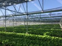 China Thermal Insulation Commercial Photovoltaic Greenhouses Customization Option Offered for sale