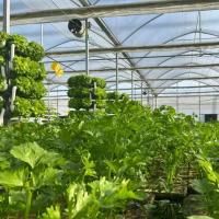 China US Full Payment Multi-Span Greenhouse with Drip Irrigation System and Initial Payment for sale