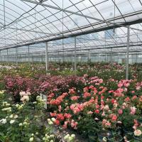 China Flexible Multi-Span Greenhouse for Vegetable Production Package Gross Weight 20.000kg for sale
