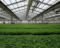 China Building Materials Steel Structure Multi-Span Arch Type Photovoltaic Greenhouses jx-SG-9 for sale