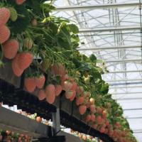 China Customized Multi-Span Greenhouse Yield Solution for Hydroponic Vegetable Production for sale