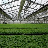 China Greenhouse Heat Preservation with Large Capacity Storage and Photovoltaic Panels for sale