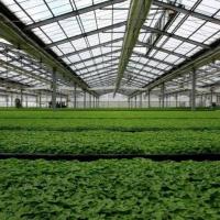 China High Humidity Single-Arch Greenhouse with Arched/Venloche Roofing Shape and Solar Panels for sale