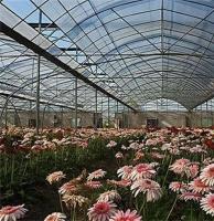 China Commercial Greenhouse with Cocopeat Soil Package Size 50.00cm * 60.00cm * 50.00cm for sale