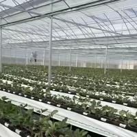 China Vegetable Production Po Film Greenhouse with Water Pipe System and Low Shipping Cost for sale