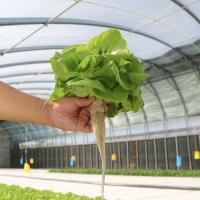 China Film Covered Large Multi-Span High Tunnel Greenhouse for Large-Scale Cultivation for sale