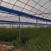 China Multi-Span Tunnel Po Film Greenhouse 30 Days Return Refunds US Currency Greenhouse for sale