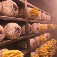 China Shipping Container Greenhouse for Mushroom Cultivation in Smart Design JX-CG-0001 for sale
