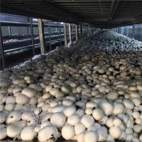 China Shipping Container Greenhouse for Mushroom Cultivation in Smart Design JX-CG-0001 for sale