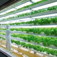 China Shipping Container Greenhouse for Mushroom Cultivation in Smart Design JX-CG-0001 for sale