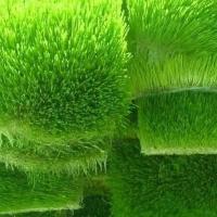 China Multi-Functional Container Forage for Double Layer Flower/Vegetable/Seed Breeding for sale