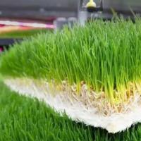 China Multi-Functional Container Forage for Double Layer Flower/Vegetable/Seed Breeding for sale