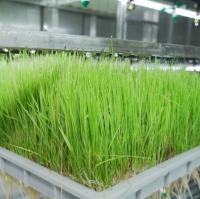 China Multi-Functional Container Forage for Double Layer Flower/Vegetable/Seed Breeding for sale