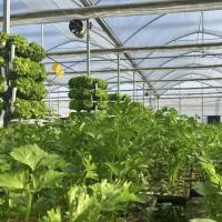 China Water Irrigation Greenhouse JX-A00155 for Shipping Cost and Estimated Delivery Time for sale