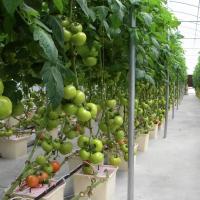 China Water Irrigation Greenhouse JX-A00155 for Shipping Cost and Estimated Delivery Time for sale