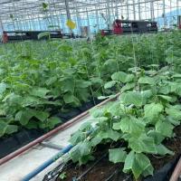 China Water Irrigation Greenhouse JX-A00155 for Shipping Cost and Estimated Delivery Time for sale