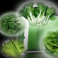 China Shipping Cost and Estimated Delivery Time Container Greenhouses for Leafy Vegetables for sale