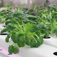 China Shipping Cost and Estimated Delivery Time Container Greenhouses for Leafy Vegetables for sale
