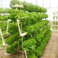China Steel Structure Vertical Farming Container Greenhouse with Multi-Span Hydroponic System for sale