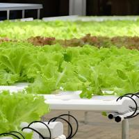 China Steel Structure Vertical Farming Container Greenhouse with Multi-Span Hydroponic System for sale