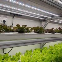 China Steel Structure Vertical Farming Container Greenhouse with Multi-Span Hydroponic System for sale
