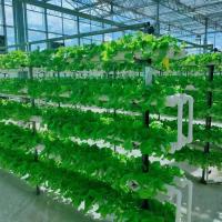 China Steel Structure Vertical Farming Container Greenhouse with Multi-Span Hydroponic System for sale