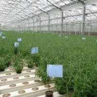 China Highly Multi-Span Vertical Farming Container Greenhouse with Substrate Culture System for sale