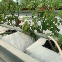 China Highly Multi-Span Vertical Farming Container Greenhouse with Substrate Culture System for sale