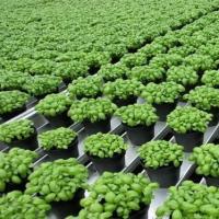 China Highly Multi-Span Vertical Farming Container Greenhouse with Substrate Culture System for sale