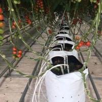 China Highly Multi-Span Vertical Farming Container Greenhouse with Substrate Culture System for sale