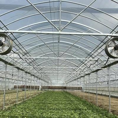 China Multi Span Greenhouse With Advanced Technology 50.00cm * 60.00cm * 50.00cm for sale