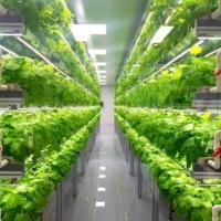 China Multi-Span Agricultural Greenhouses 40ft Container Hydroponic Vertical Farming System for sale