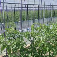 China Multi Span Greenhouse With Advanced Technology 50.00cm * 60.00cm * 50.00cm for sale