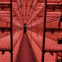 China Hydroponic System Container Farm Suitable for Growing Vegetables Fruits and Flowers for sale