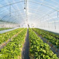 China Plastic Greenhouse Department Multi-Span Po/PE Commercial Greenhouse with Hydroponics for sale